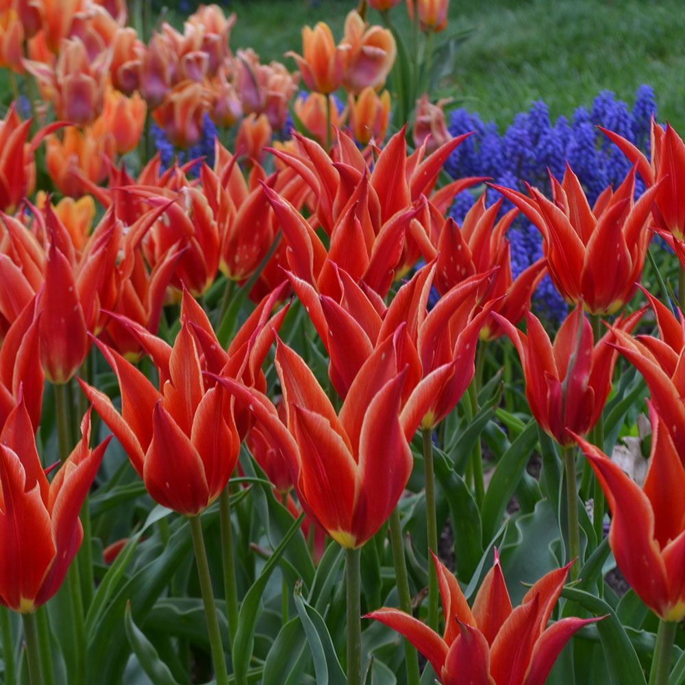 Tulip 'Aladdin' | White Flower Farm