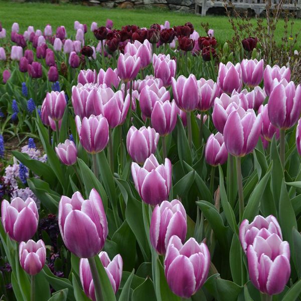 Tulip 'Synaeda Blue' | White Flower Farm