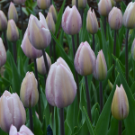 Tulip Silver Cloud | White Flower Farm
