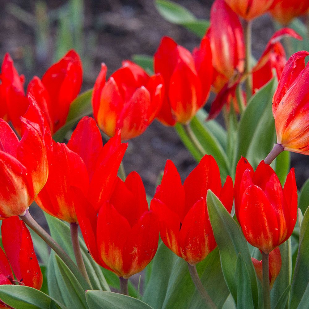 Tulip praestans 'Fusilier' | White Flower Farm
