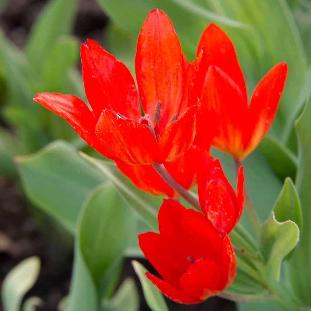 Tulip praestans 'Fusilier' | White Flower Farm