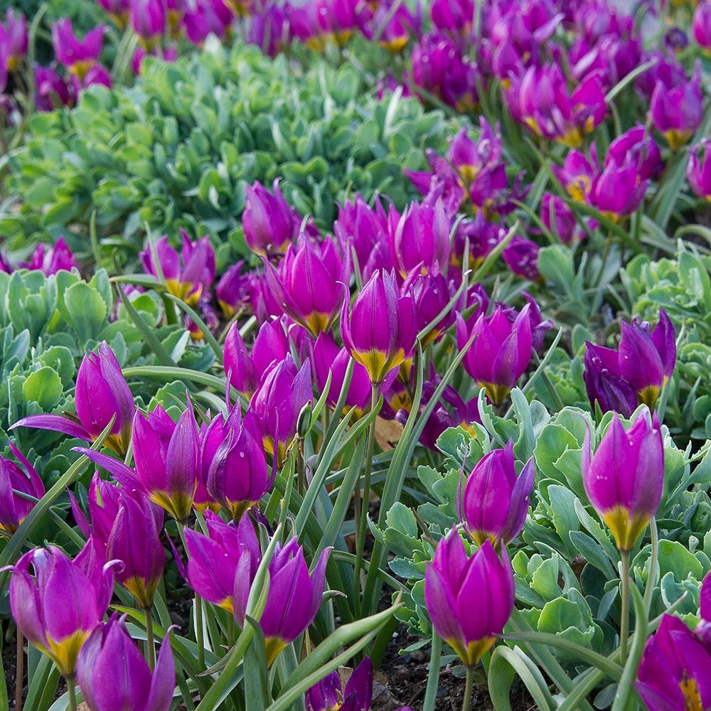 Tulip humilis 'Eastern Star' | White Flower Farm