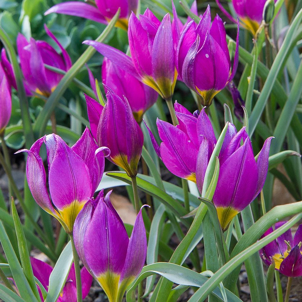 Tulip humilis 'Eastern Star' | White Flower Farm