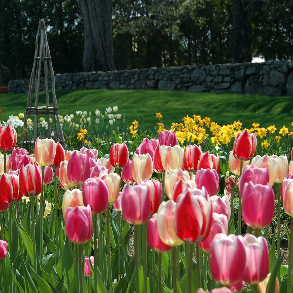 Early Surprise Tulip Mix | White Flower Farm
