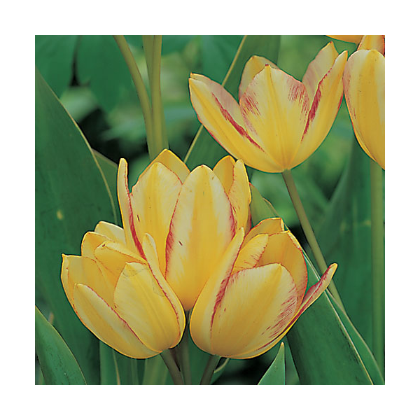 Beefeater Tulip Mix | White Flower Farm