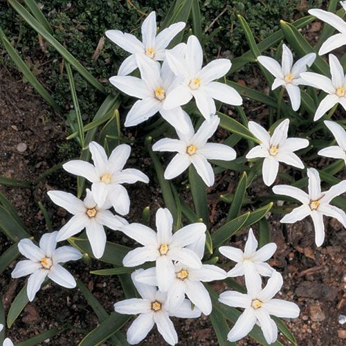 white chionodoxa