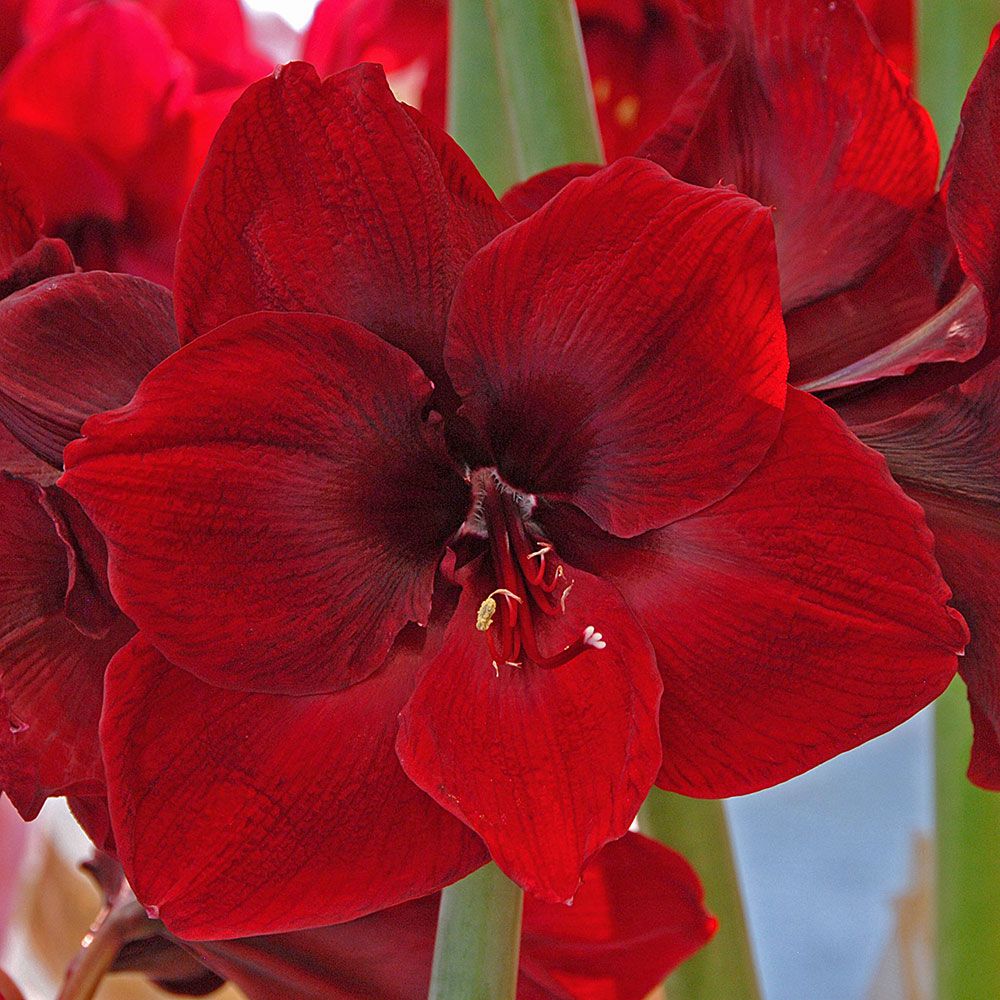 Amaryllis Grand Diva | White Flower Farm