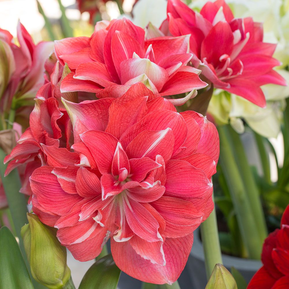 Amaryllis Double Dream | White Flower Farm