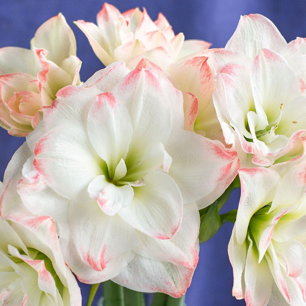 Amaryllis Candy Amadeus | White Flower Farm