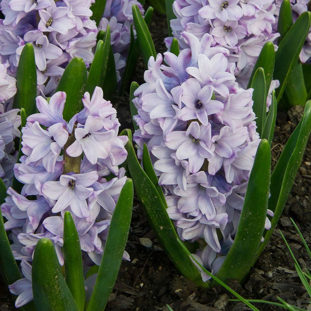 Hyacinthus orientalis 'Silverstone' | White Flower Farm