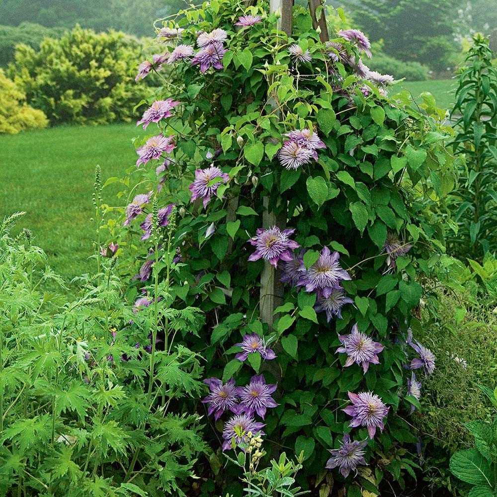 Clematis Crystal Fountain™ Regal® | White Flower Farm