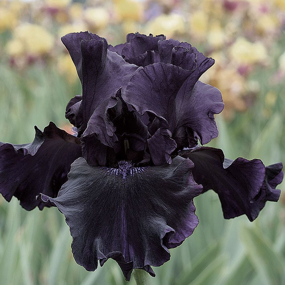 Tall Bearded Iris | White Flower Farm Tall Bearded Iris | White Flower Farm