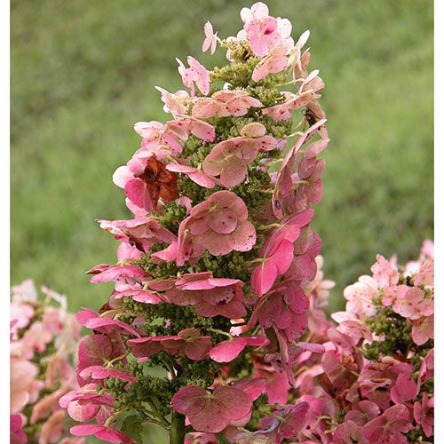 Hydrangea quercifolia Ruby Slippers | White Flower Farm