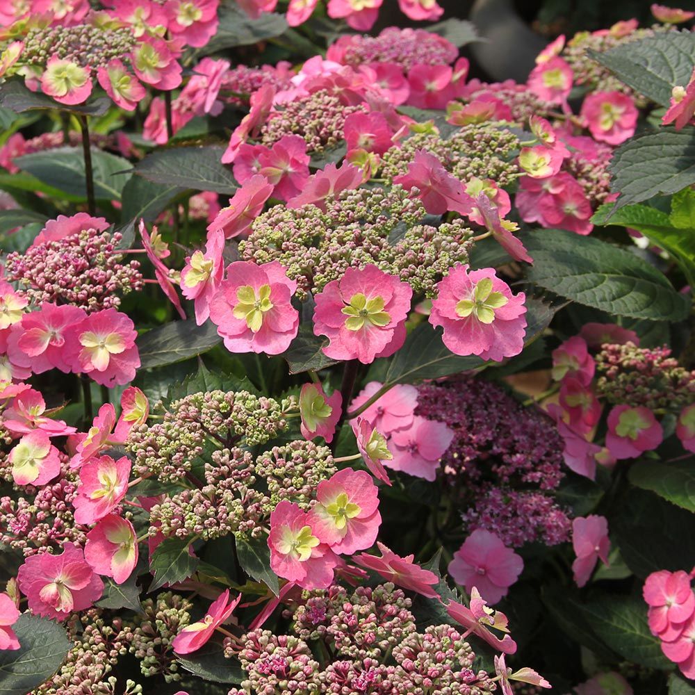 Hydrangea serrata Tuff Stuff™ | White Flower Farm