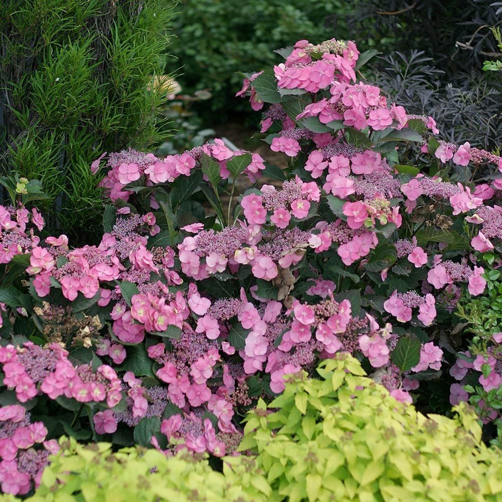 Hydrangea serrata Tuff Stuff™ | White Flower Farm