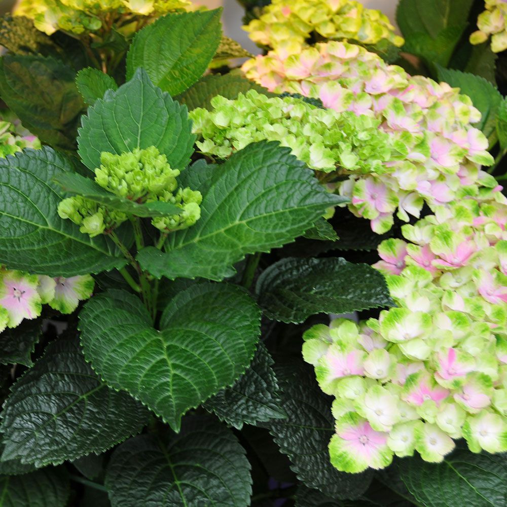 Hydrangea macrophylla Magical® Amethyst | White Flower Farm