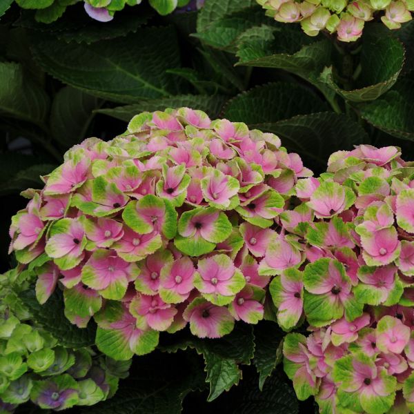 Hydrangea macrophylla Magical® Amethyst | White Flower Farm