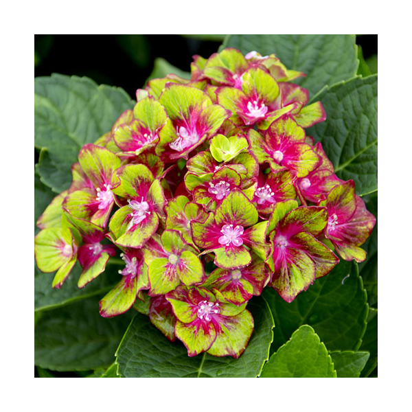 Hydrangea macrophylla Pistachio | White Flower Farm