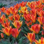 Tulipa praestans Shogun | White Flower Farm