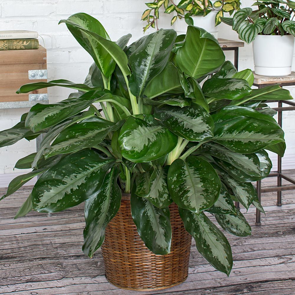 Chinese Evergreen | White Flower Farm