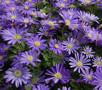 Windflower Flowers, Windflower Bulbs & More | White Flower Farm