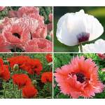 Poppy | White Flower Farm