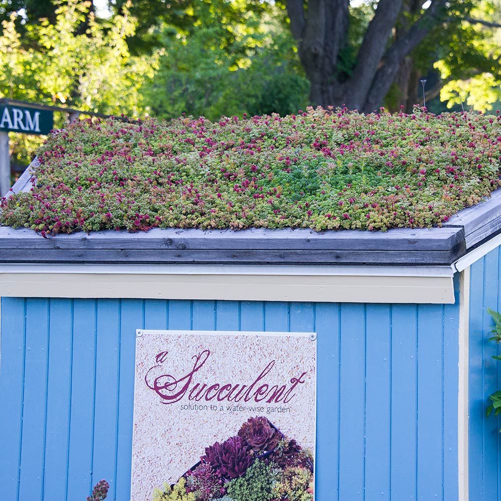 Sedum Tile® Color Splash | White Flower Farm