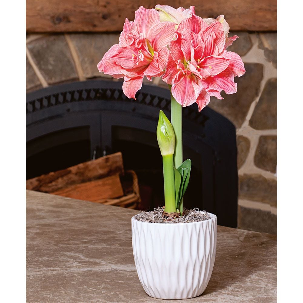Amaryllis Sweet Nymph | White Flower Farm