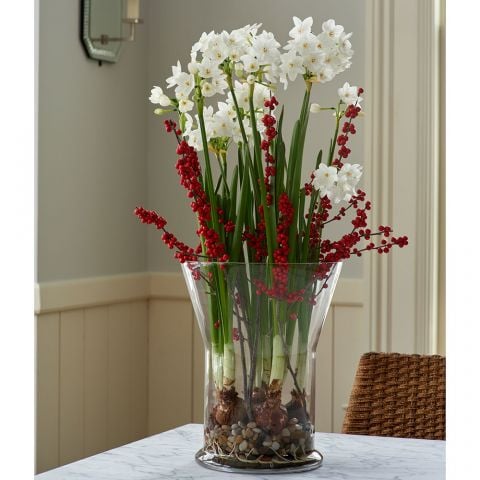 Growing Paperwhites - White Flower Farm