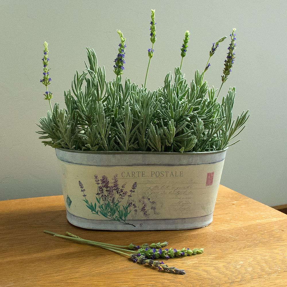 Lavender 'Goodwin Creek Grey' in decorative metal cachepot | White ...