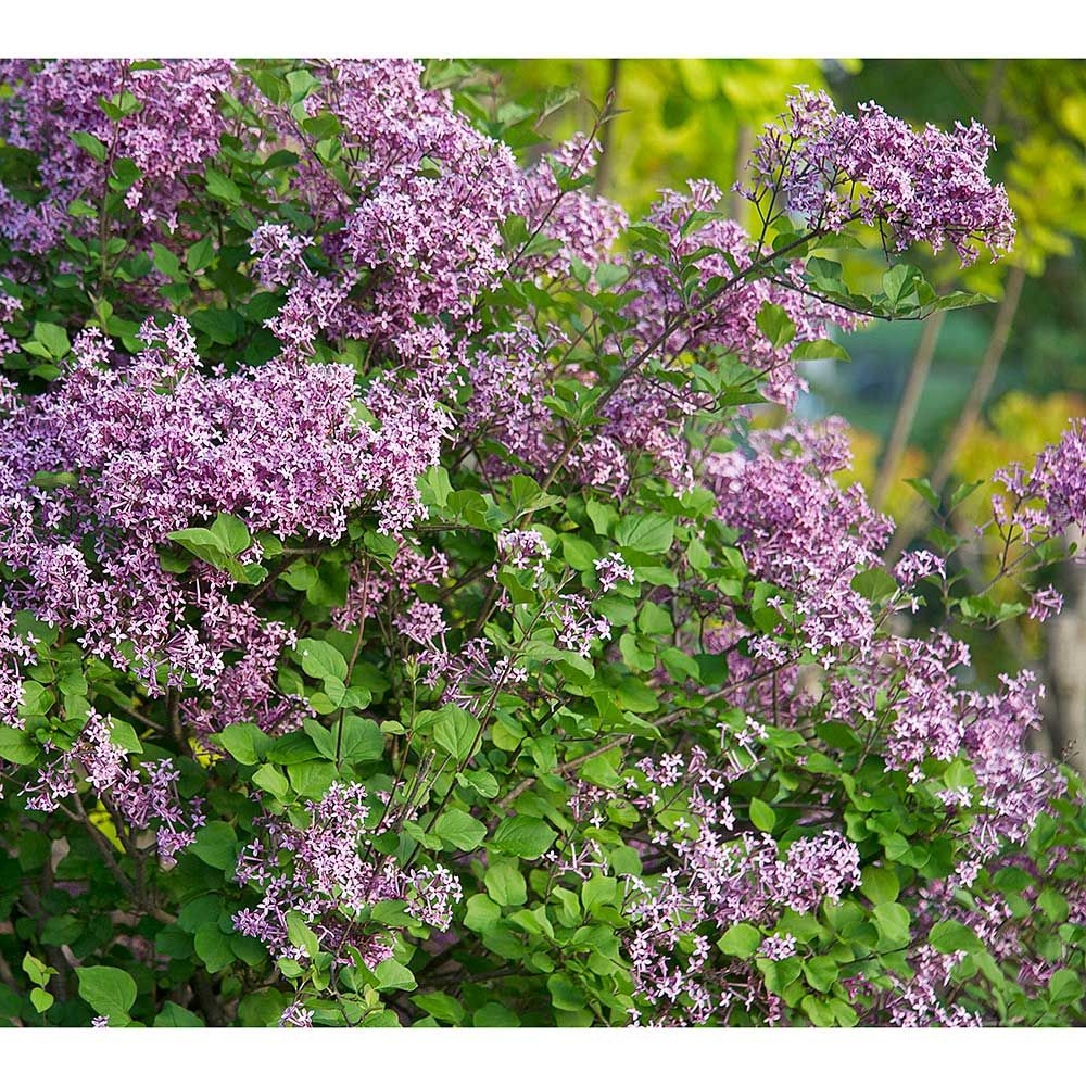 bloomerang lilac bloom time