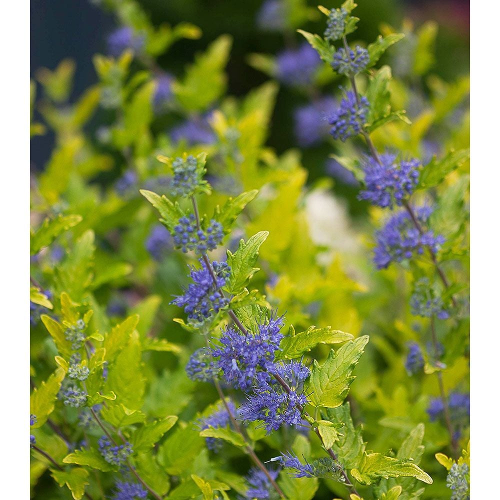 Caryopteris Lil Miss Sunshine™ | White Flower Farm