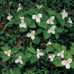 Trillium grandiflorum | White Flower Farm