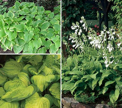 Fragrant Hosta Collection | White Flower Farm