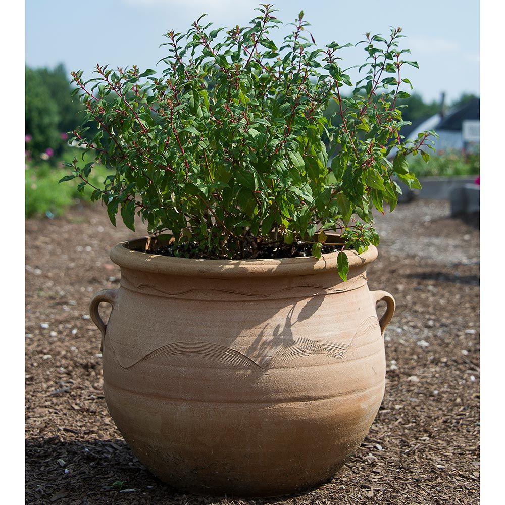 Cretan Pot Gozunta, medium | White Flower Farm