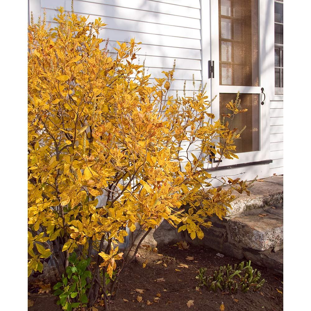 Clethra alnifolia Ruby Spice | White Flower Farm