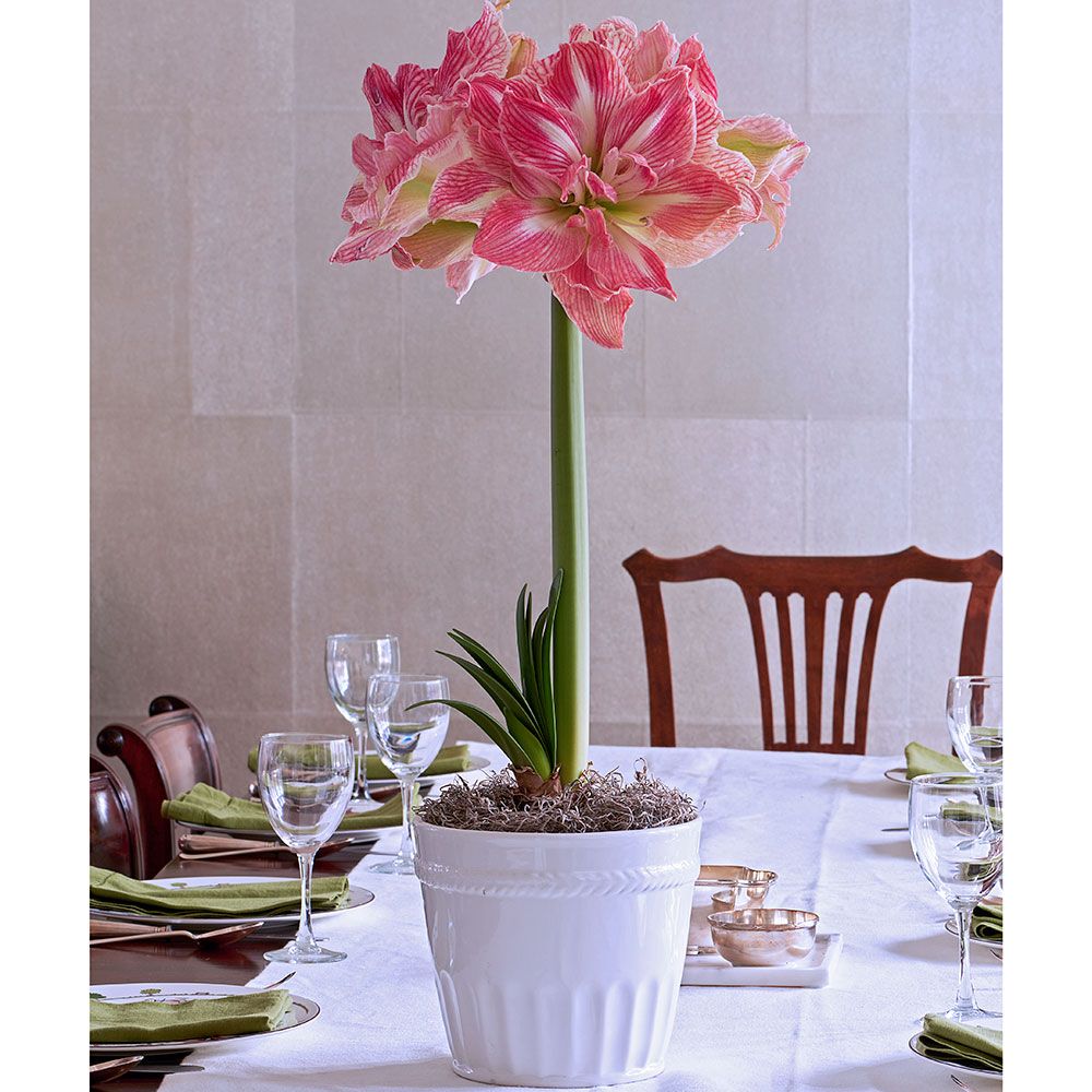 Amaryllis Pretty Nymph | White Flower Farm