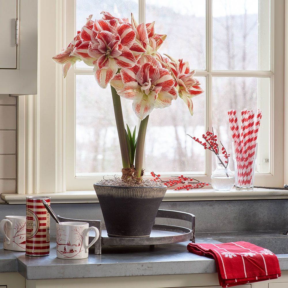 Double-Flowered Amaryllis | White Flower Farm