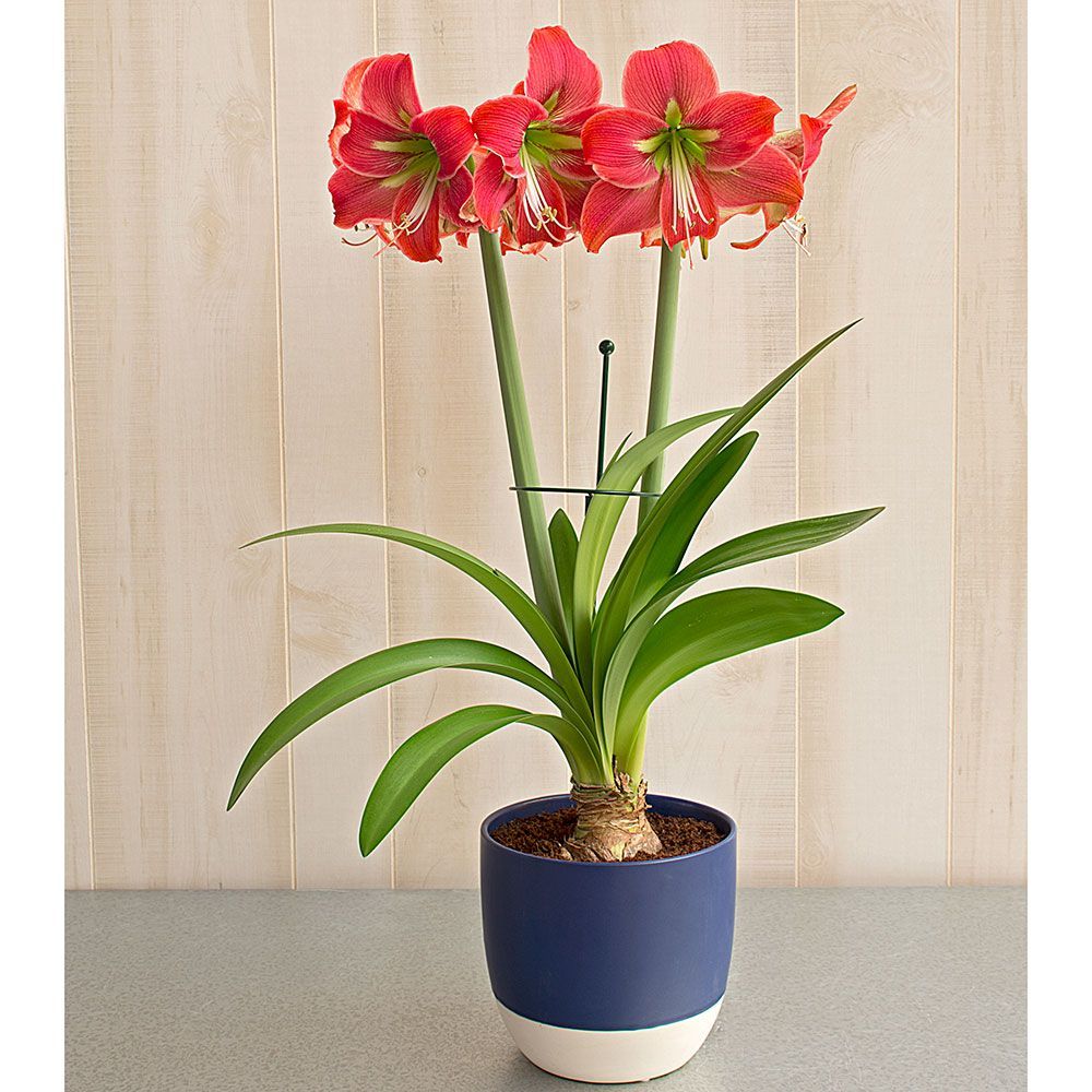 Single-Flowered Amaryllis | White Flower Farm