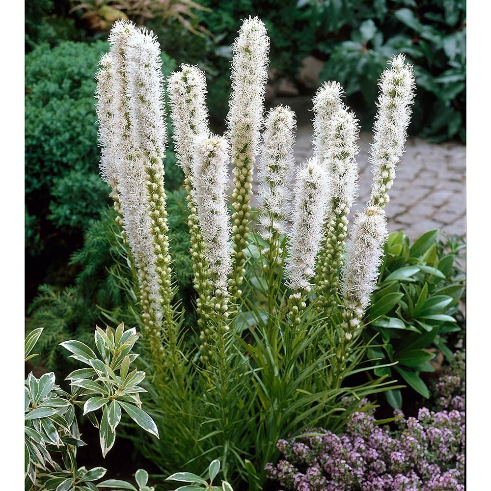 Liatris spicata Floristan White | White Flower Farm
