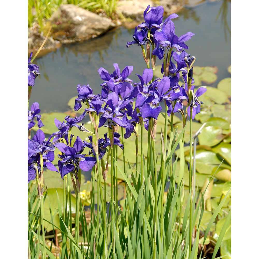 Iris sibirica Caesars Brother | White Flower Farm
