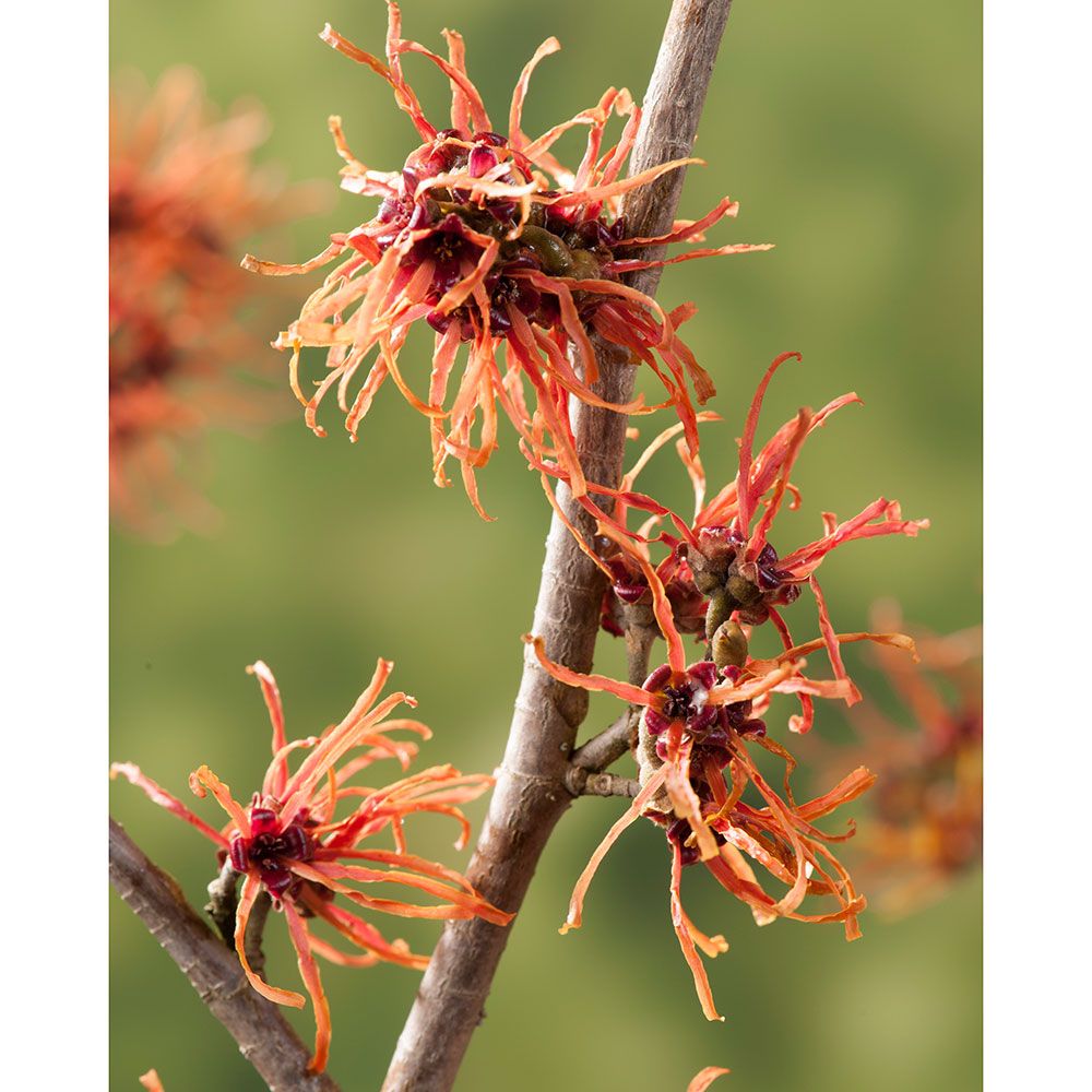 Hamamelis x intermedia Jelena | White Flower Farm