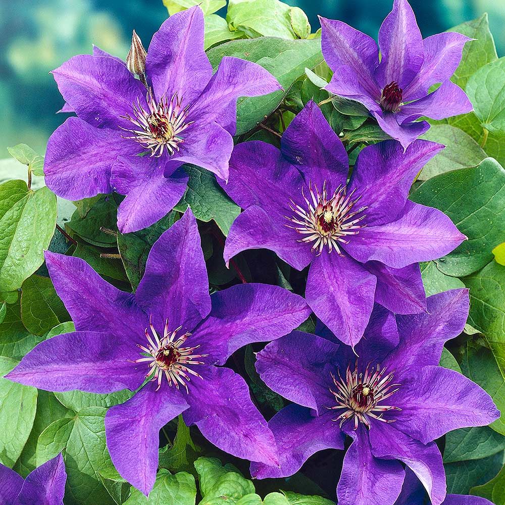 Clematis Varieties