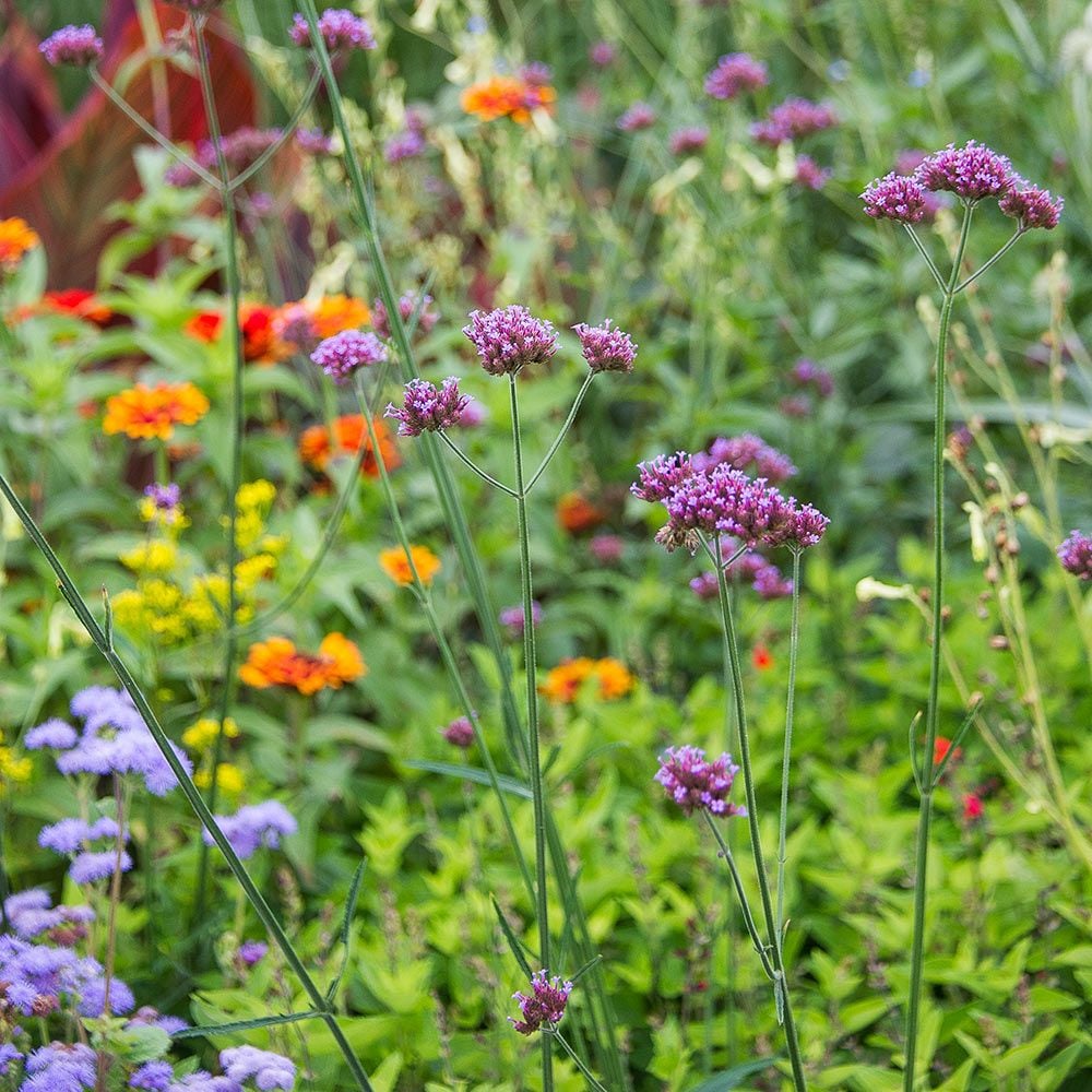 Verbena bonariensis | White Flower Farm