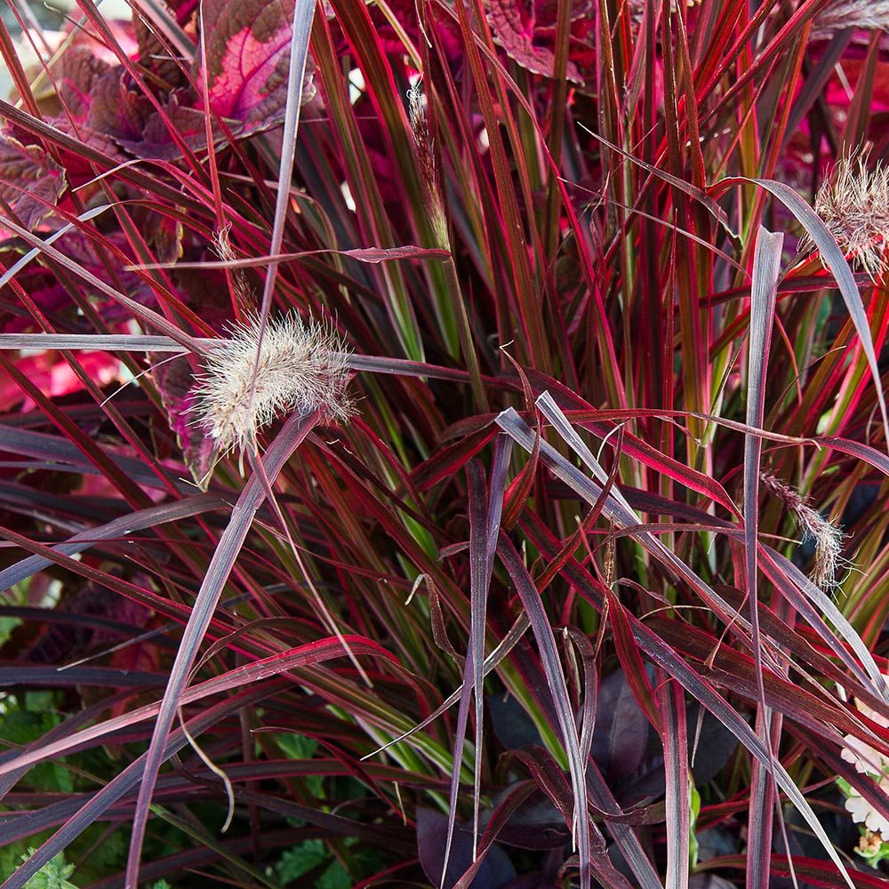 Pennisetum setaceum Fireworks | White Flower Farm