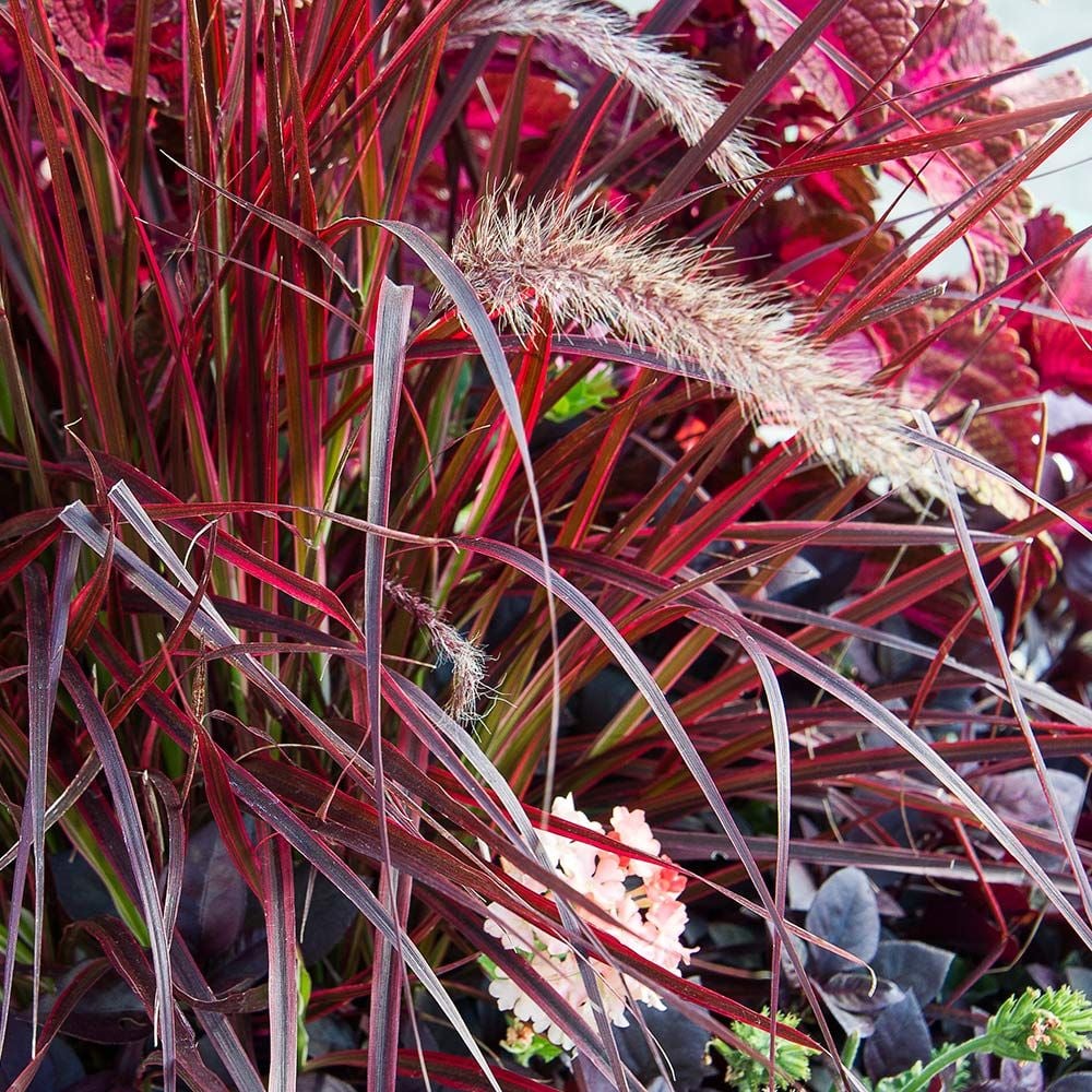 Pennisetum setaceum 'Fireworks' | White Flower Farm
