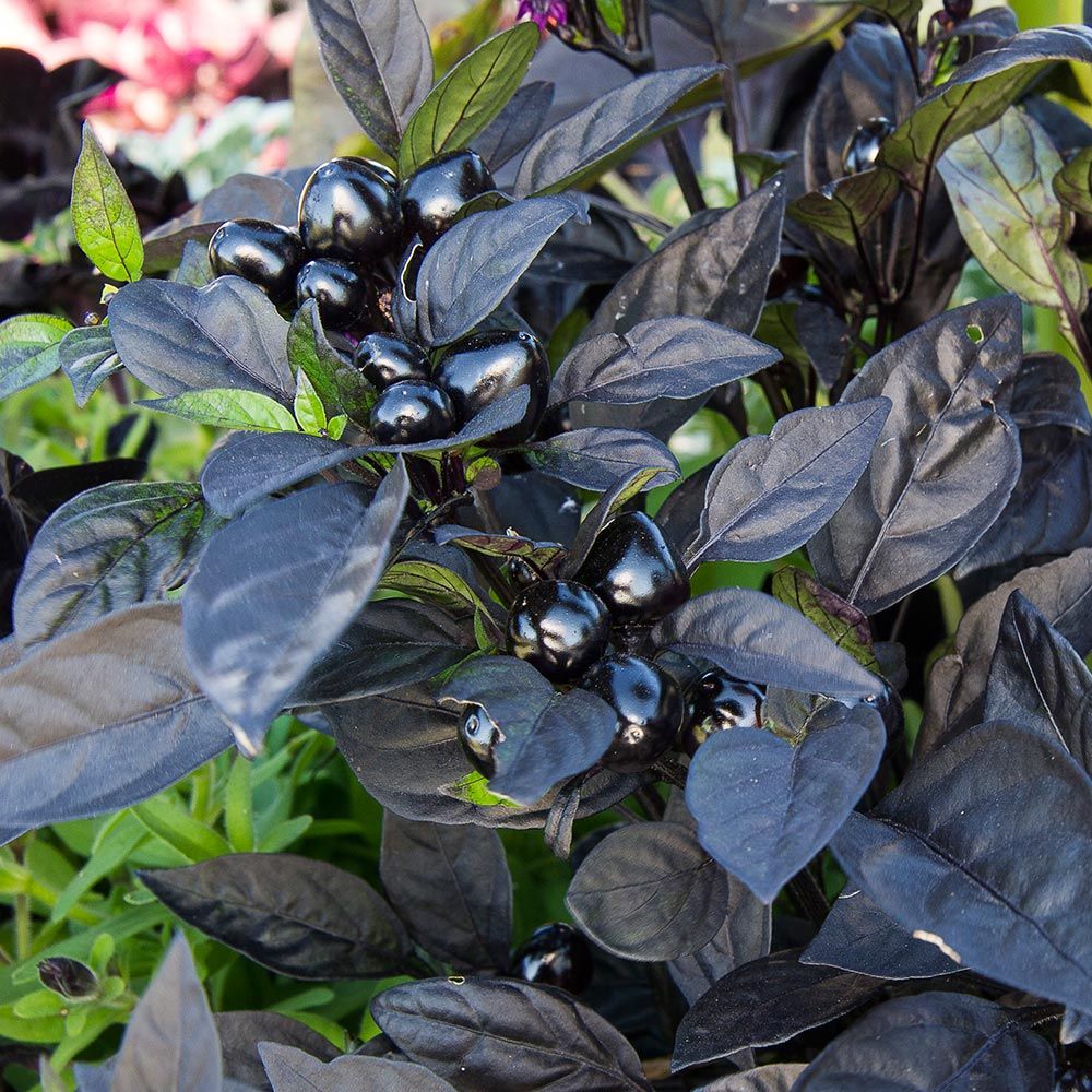 Ornamental Pepper: Capsicum Black Pearl | White Flower Farm