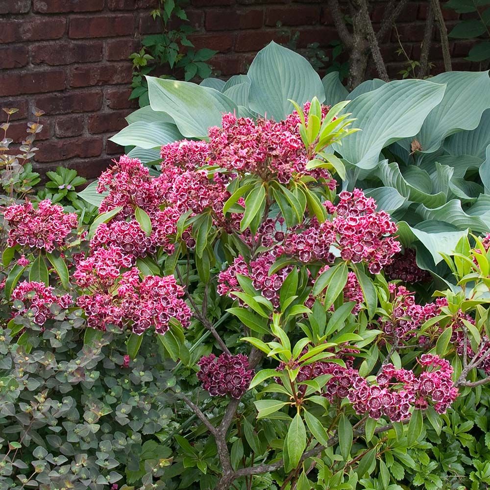Kalmia latifolia 'Keepsake' | White Flower Farm