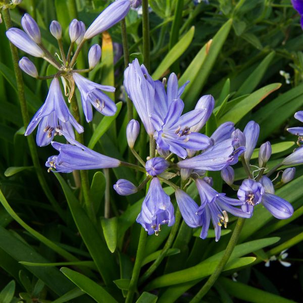Agapanthus Baby Pete™ | White Flower Farm