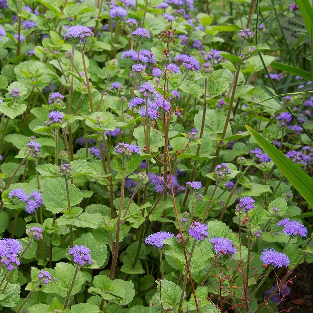 Ageratum 'Blue Planet' | White Flower Farm